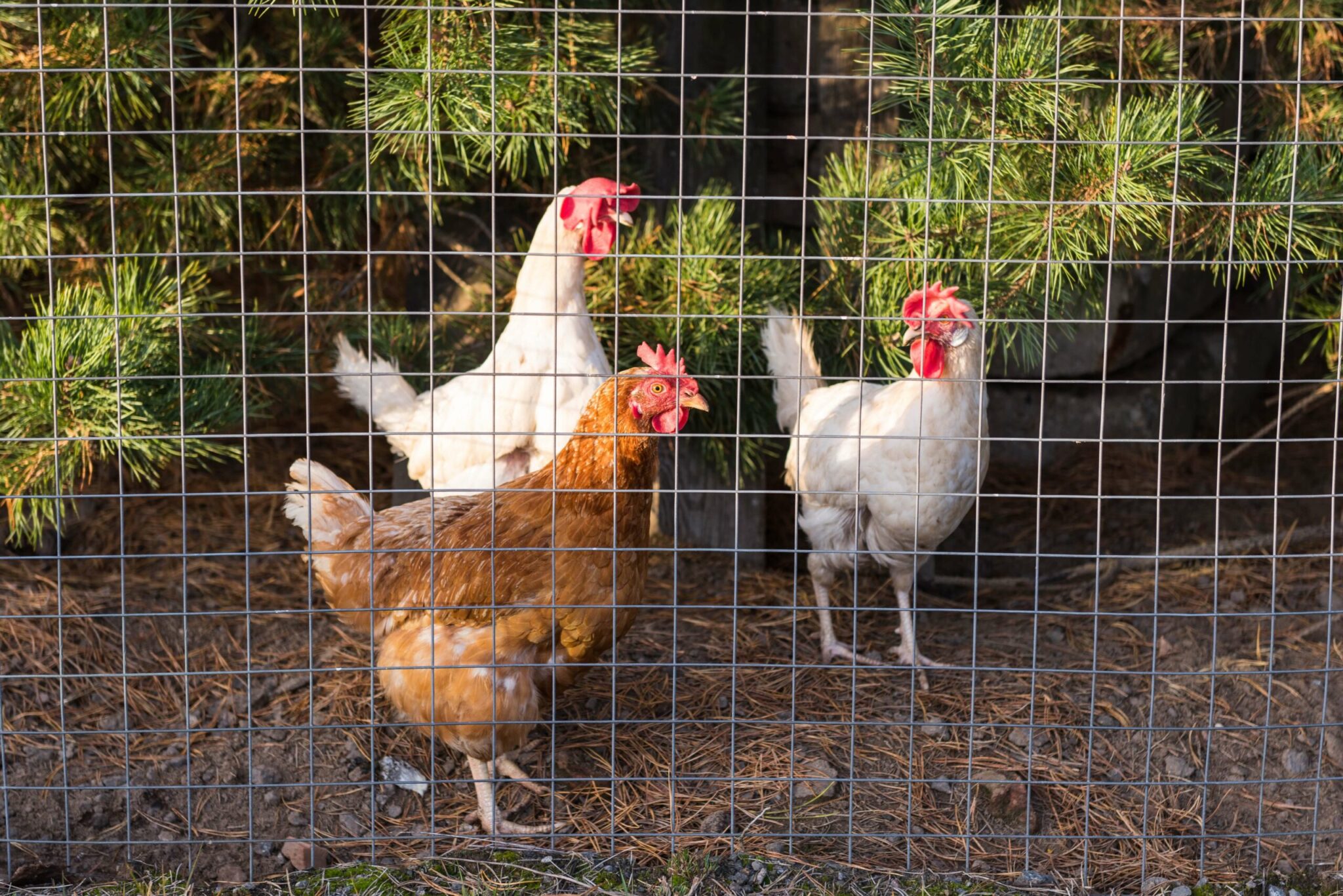 What are The Different Types of Wire Mesh? - FENCE DEPOT